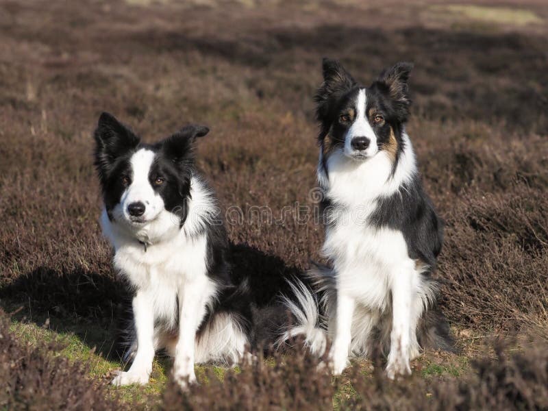 Two Collie Dogs stock image. Image of sheep, mans, outside - 188980751