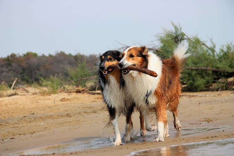 Collie Dog on Beach stock photo. Image of animals, isolated - 15227882