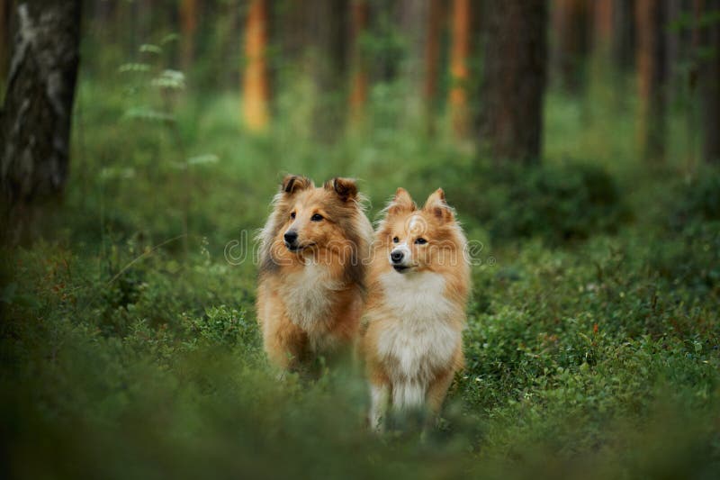 Two Collies Exploring a Sunlit Forest Stock Photo - Image of walking ...