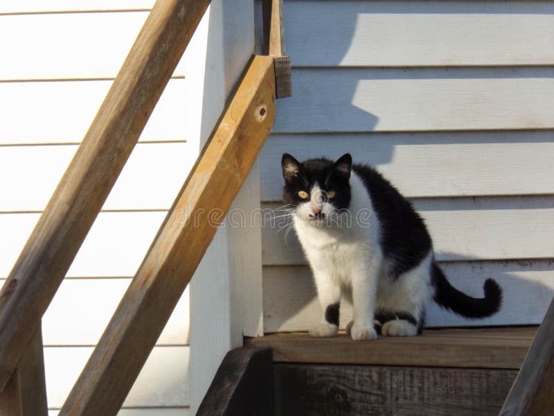 Two-color Cat Looks into the Camera. Stock Photo - Image of kitten ...