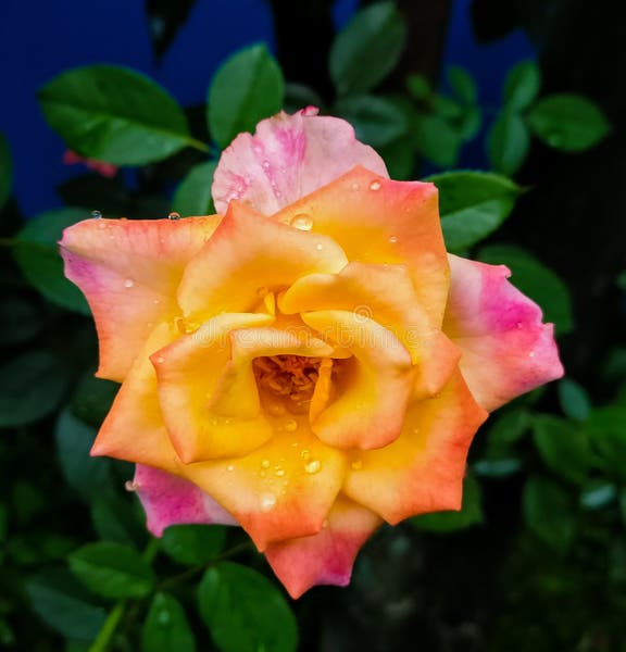 Two Color Exotic Roses stock photo. Image of roses, color - 311609018