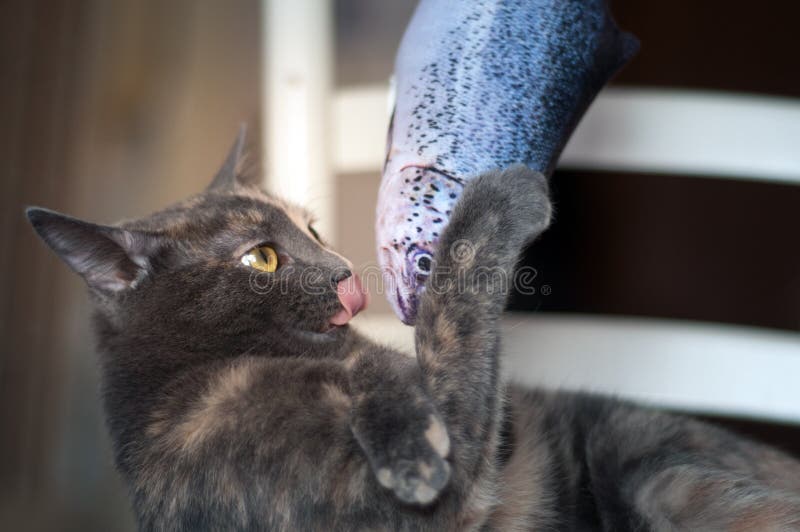Two Color Face Cat Playing with a Fish Toy Stock Image - Image of ...