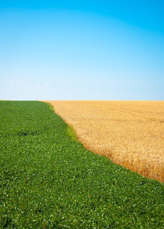 Two-color Field with Wheat and Soybeans on a Background of Blue Sky ...
