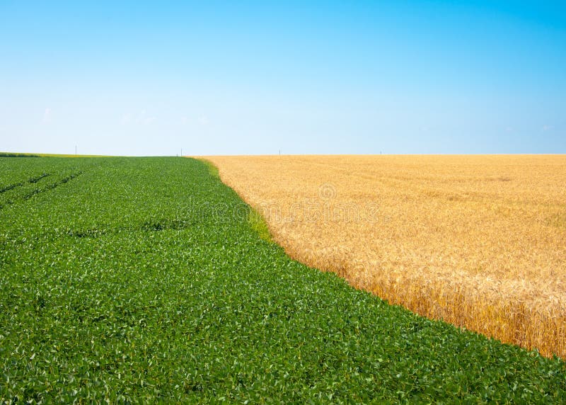 Two-color Field with Wheat and Soybeans on a Background of Blue Sky ...