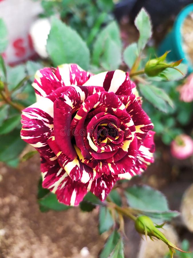 Two color flower roses stock photo. Image of colored - 211850030