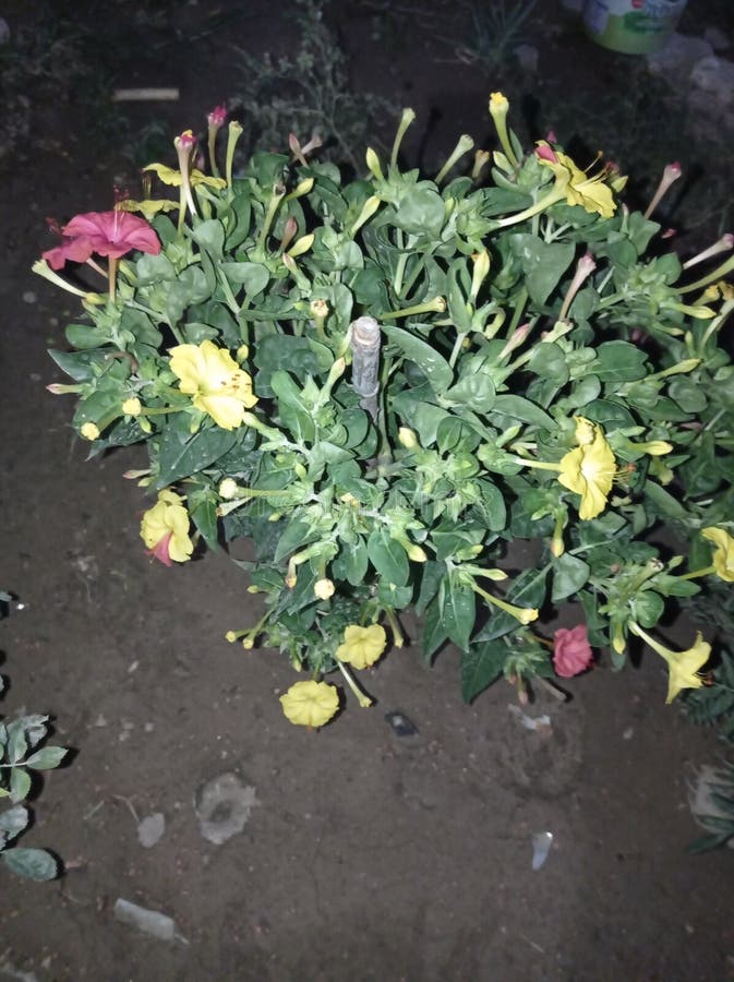 Two color flowers stock image. Image of plant, evergreen - 253518407