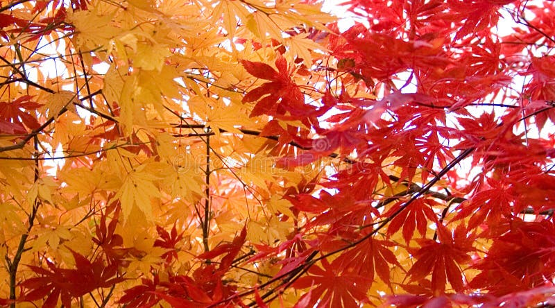 Two color leaves stock image. Image of abstract, color - 21625829