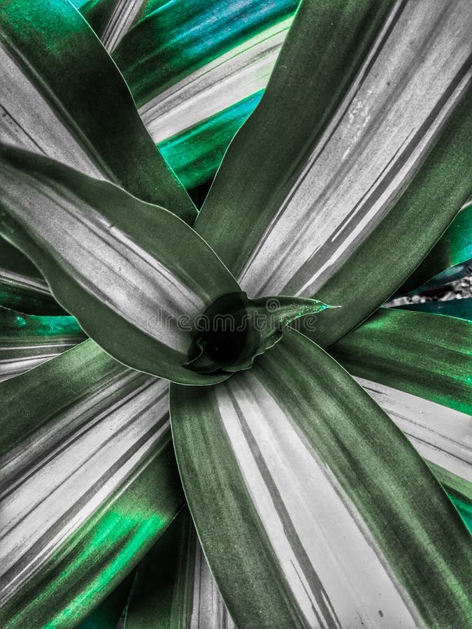 Two color leaves stock image. Image of commerce, color - 124755587