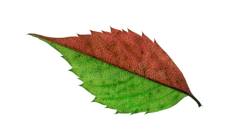 Two Color Macro Dryed Leaf with Vine Stock Photo - Image of colourful ...