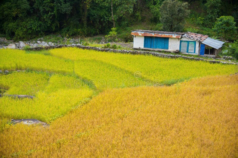 Two Color of Paddy Field in Annapurna Conservation Area, Nepal Stock ...