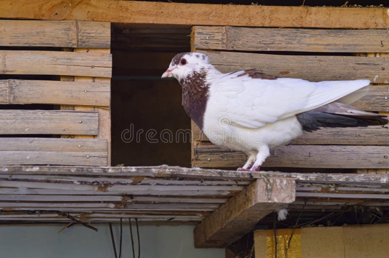 Two-color patterned pigeon stock photo. Image of brown - 328951020