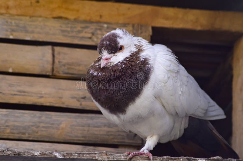 Two-color patterned pigeon stock image. Image of domestic - 328951063