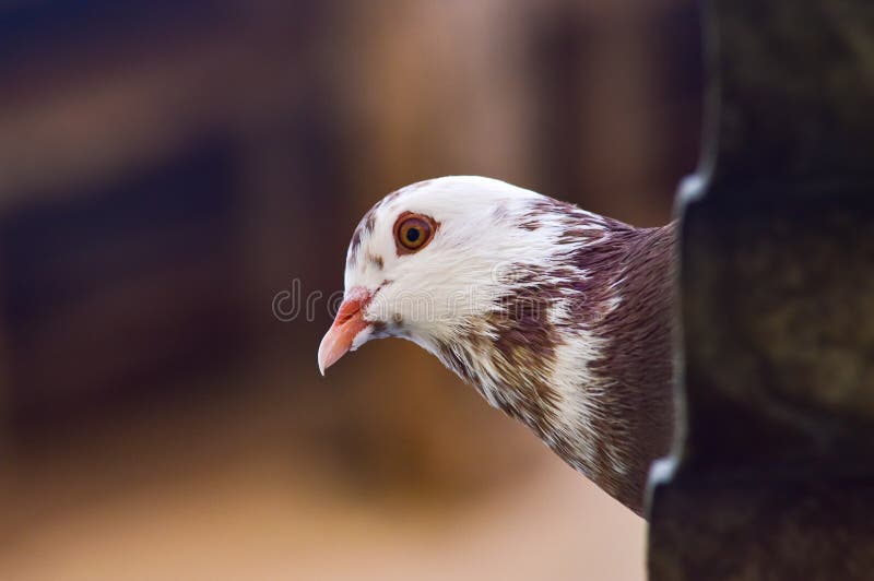 Two-color patterned pigeon stock image. Image of falcon - 328951151