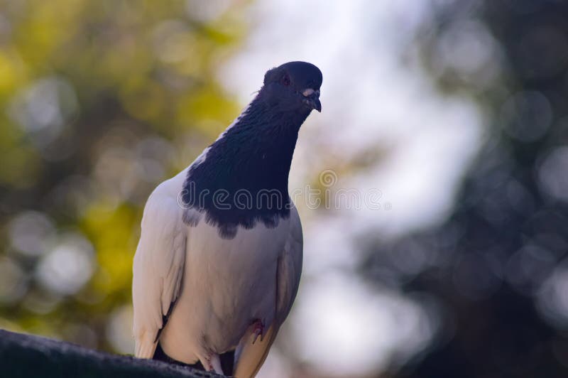 Two-color patterned pigeon stock image. Image of pigeon - 328950803