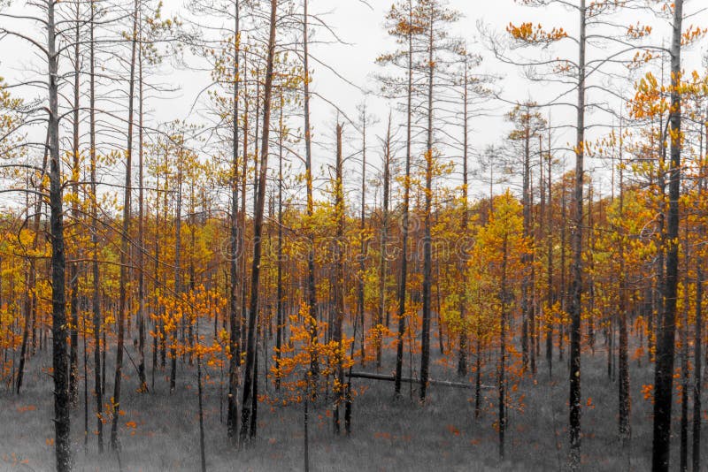 Two-color photo stock image. Image of twocolor, trees - 163340107