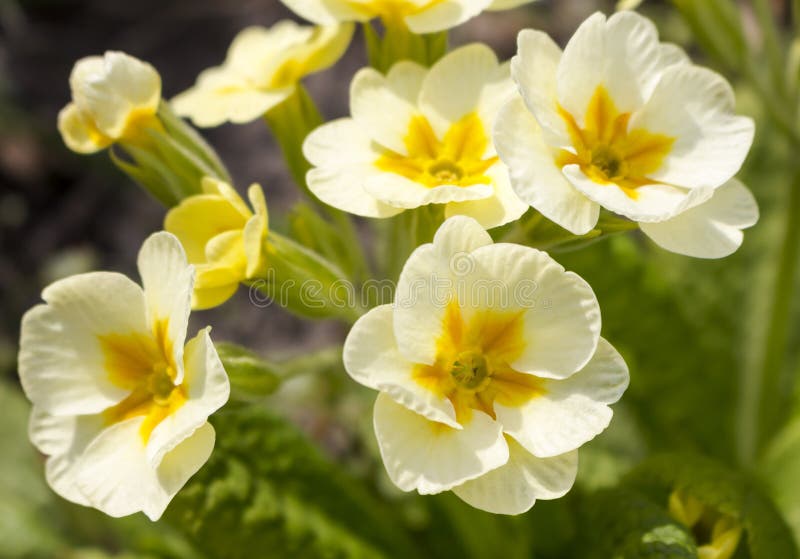 Two-color primrose flowers stock image. Image of frostresistant - 182381175