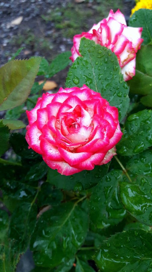 Rose stock image. Image of rose, garden, natrue, color - 100619103