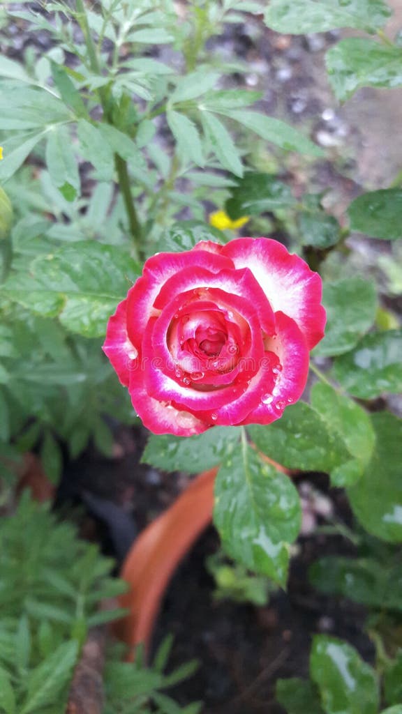 Rose stock photo. Image of garden, rose, natrue, shrub - 100619256