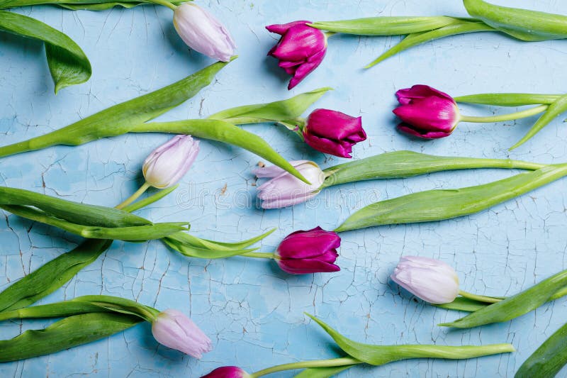 Two Color of Tulips Top View Spring Concept Stock Image - Image of ...