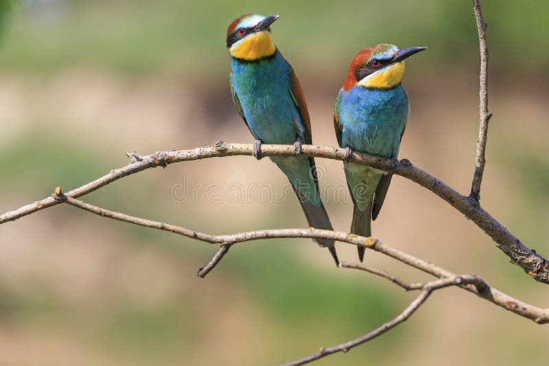 Two Colored Birds among Thorns Stock Photo - Image of beautiful, couple ...