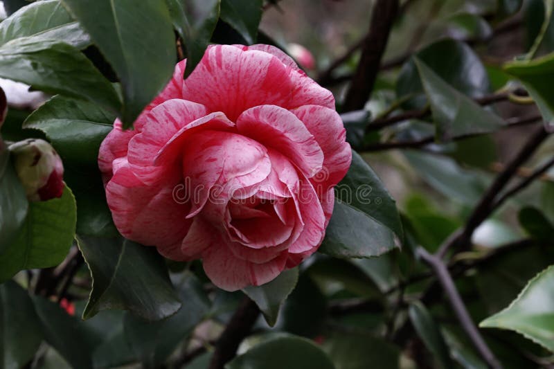 Two-colored Camellia Flower in a Bush among Leafy Branches Stock Image ...