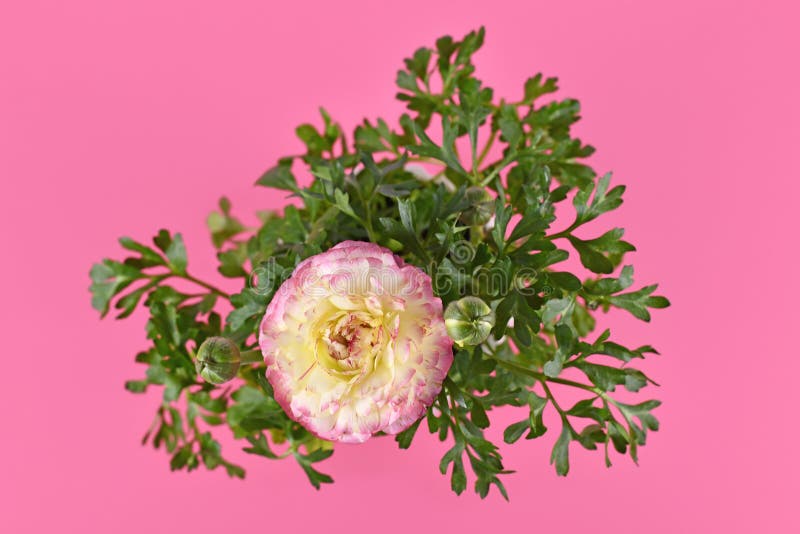 Two Colored Cream and Pink Ranunculus Flower Stock Photo - Image of ...