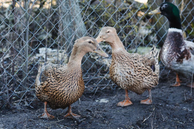 Two Colored Ducks Free-range in Early Spring Stock Photo - Image of ...