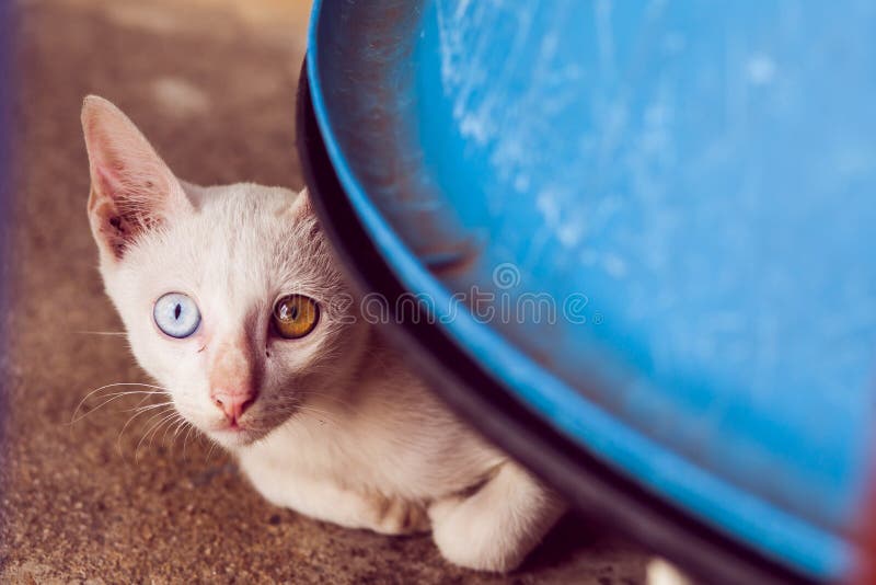 126 Cross Eyed Animals Stock Photos - Free & Royalty-Free Stock Photos ...