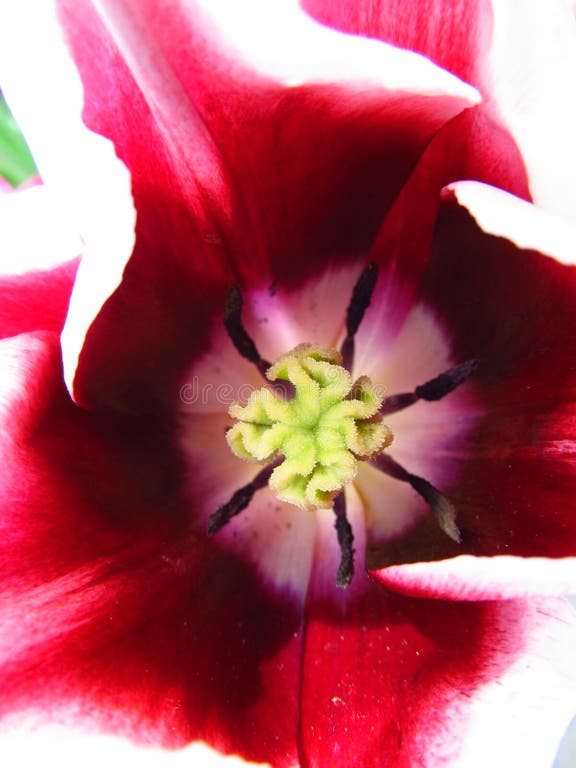 Two-colored flower stock image. Image of flower, beauty - 31613679