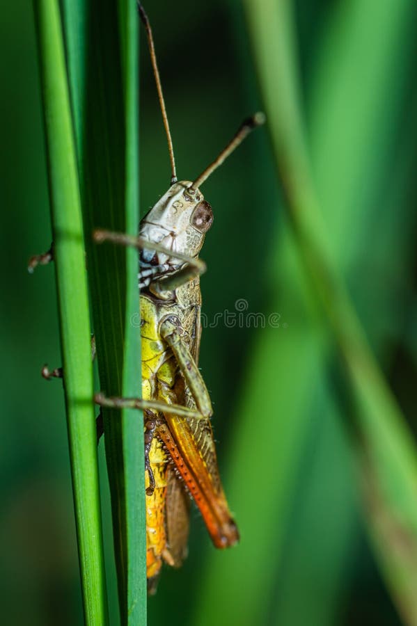 Two-colored grasshopper stock photo. Image of nature - 193646586