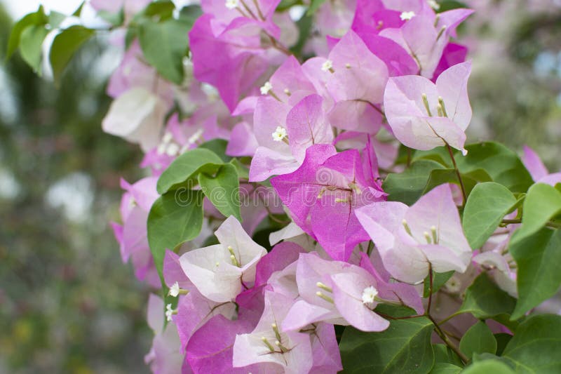Two-colored Great Bougainvillea Stock Image - Image of flowers, lilac ...