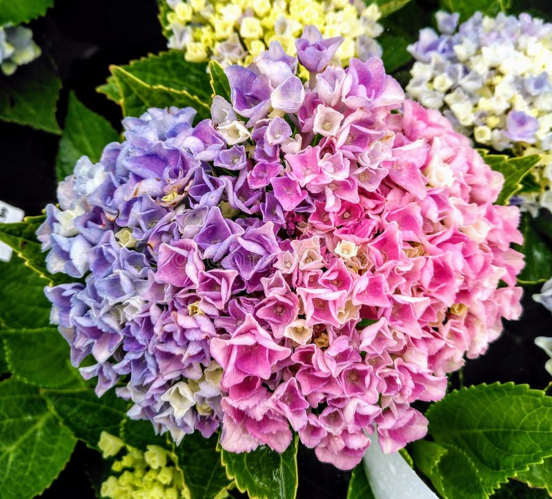 Revolution Hydrangea stock image. Image of blossom, colored - 132898839