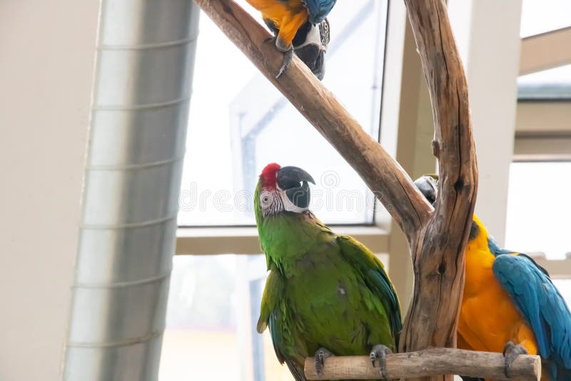 Two Colored Parrots Sit on a Branch Stock Photo - Image of perching ...