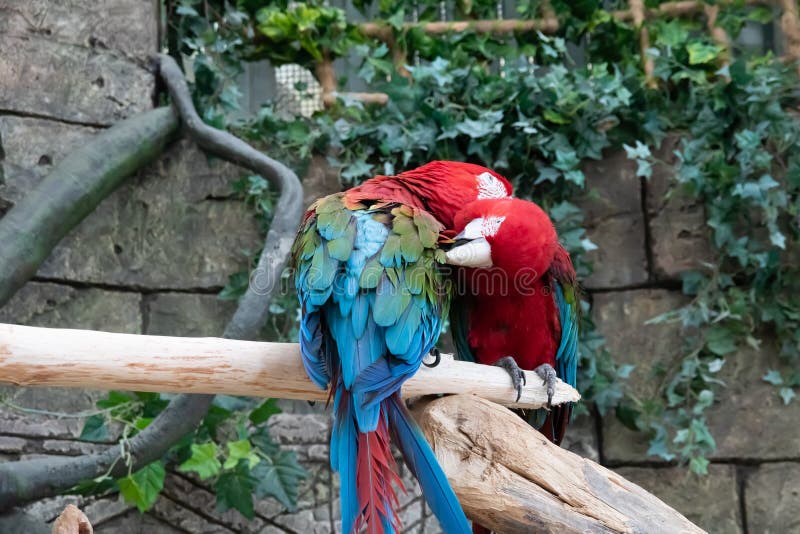 Two Colored Parrots Sit on a Branch Stock Image - Image of portrait ...