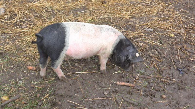 Two Colored Pig Outside on a Farm Stock Photo - Image of livestock ...
