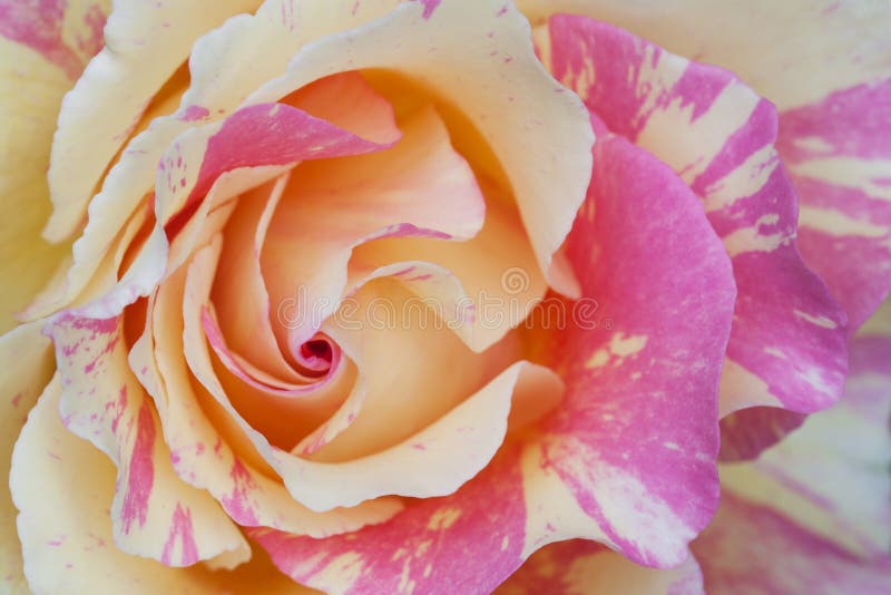 Two colored rose stock image. Image of decoration, marry - 37426035