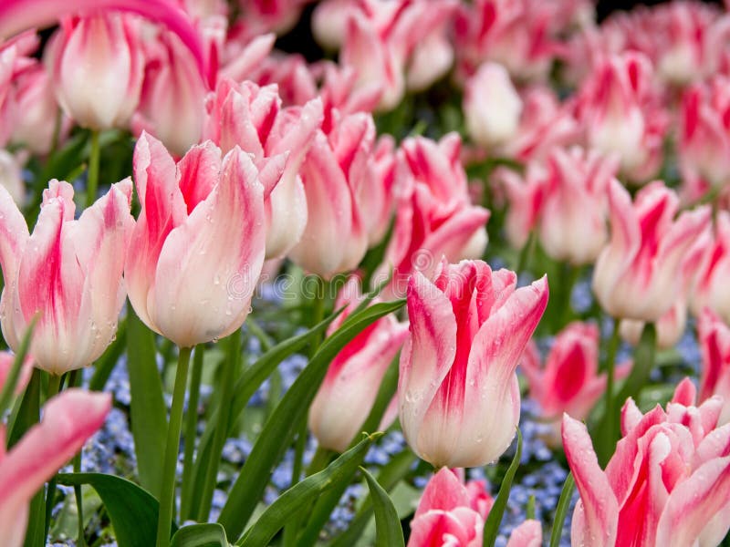 Two-colored White-pink Tulips Stock Photo - Image of drops ...