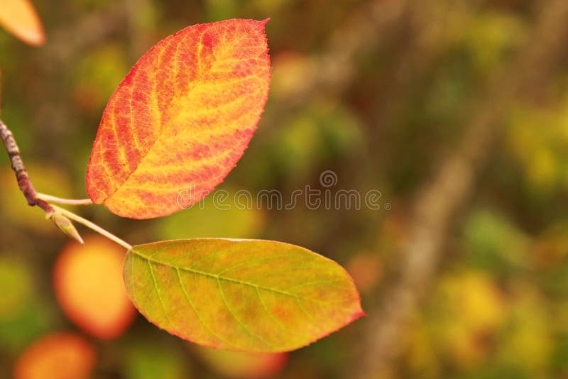 Two Colorful Autumn Leaves on a Branch Stock Photo - Image of leaf ...