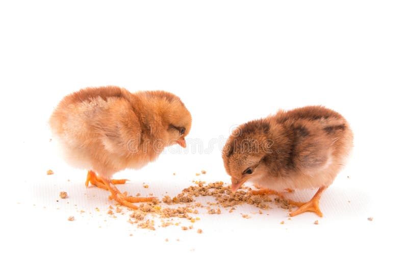 133 Baby Chick Pecking Stock Photos - Free & Royalty-Free Stock Photos ...