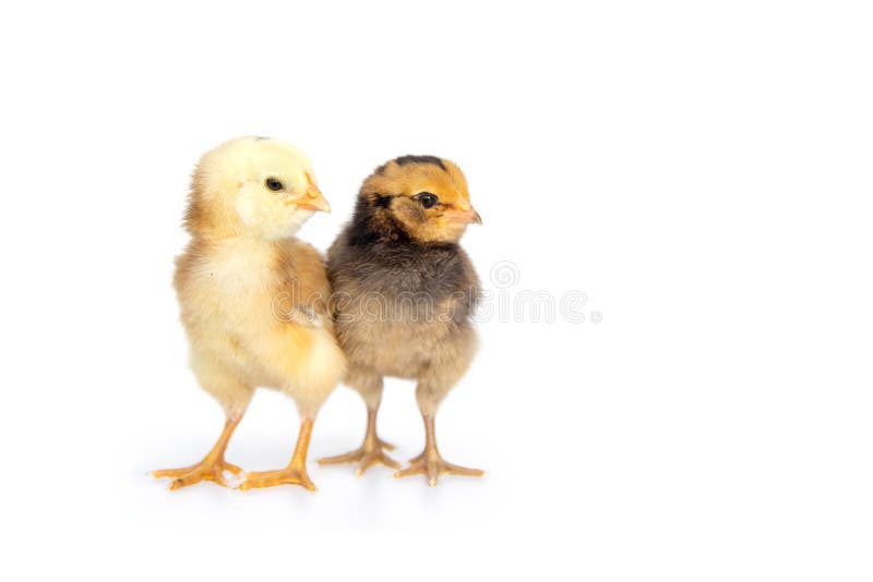 Colorful Chicks stock image. Image of animal, chicks - 35403929