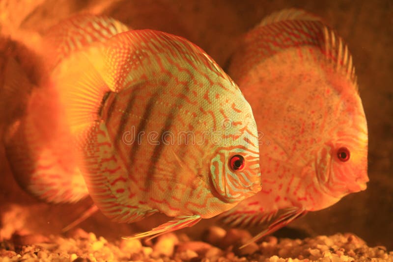 Colorful discus fish stock photo. Image of gills, creature - 3737882