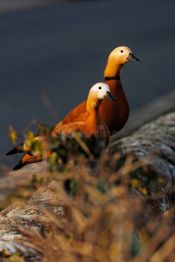 Two Colorful Ducks in Nature Stock Image - Image of bird, racked: 241268131