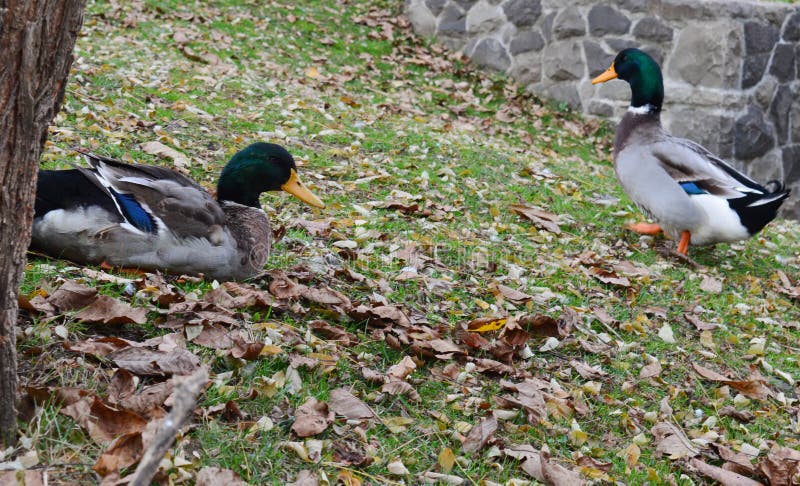 Two colorful ducks stock photo. Image of nature, autumn - 204059484