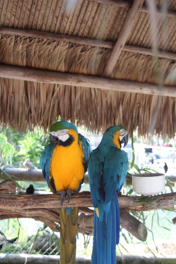 Twin Macaws on a Perch stock photo. Image of macaws - 218220634