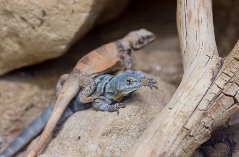 Two colorful lizards stock photo. Image of brown, large - 95626978