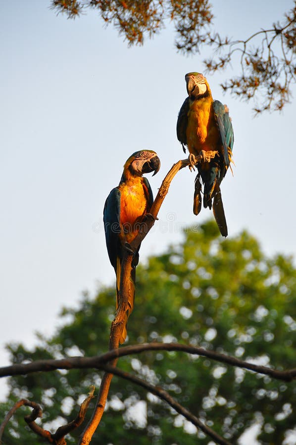 Two Colorful Macaw Parrots on a Branch in the Sunset Stock Image ...