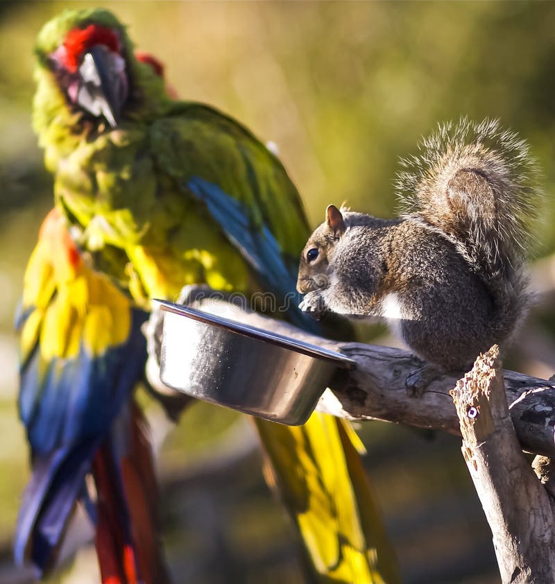 Two Colorful Parrots Sharing Food Stock Photo - Image of play ...