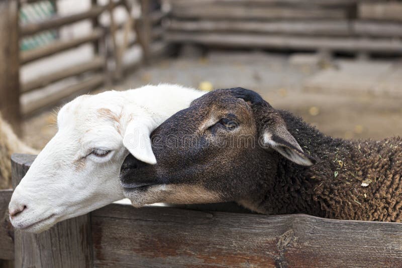 Two Colorful Sheep Close-up Outdoors. Stock Image - Image of mountain ...