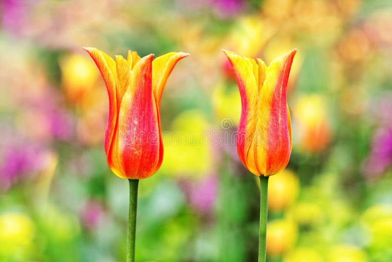 Two colorful tulips stock photo. Image of background - 31175350