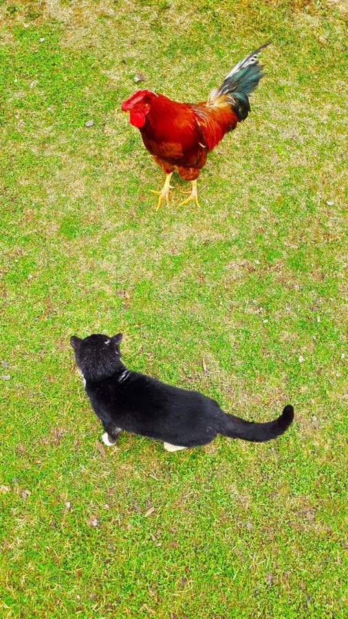 Rooster and cat stock image. Image of lager, crossing - 173062757